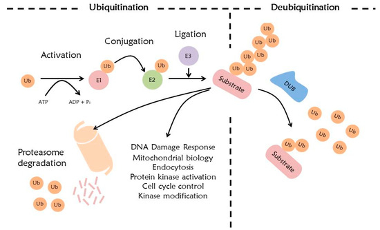 IJMS | Special Issue : Proteolytic Control of Deubiquitinating Enzymes ...