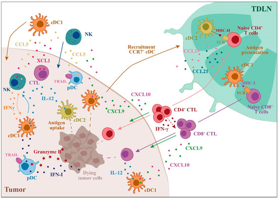 Dendritic Cell Subsets Encyclopedia Mdpi