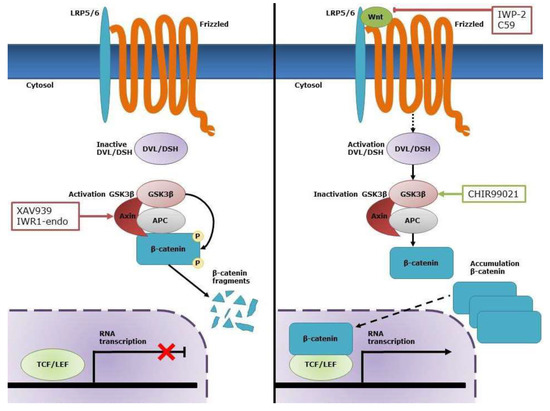 Differentiation of Human Cardiac Atrial Appendage Stem Cells into Adult ...