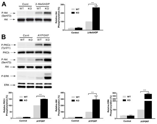 Role of GRK6 in the Regulation of Platelet Activation through Selective ...