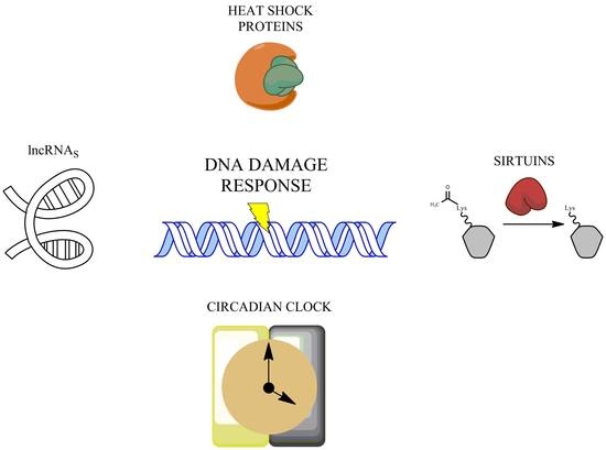 IJMS | Free Full-Text | Advances in DNA Repair—Emerging Players in the ...