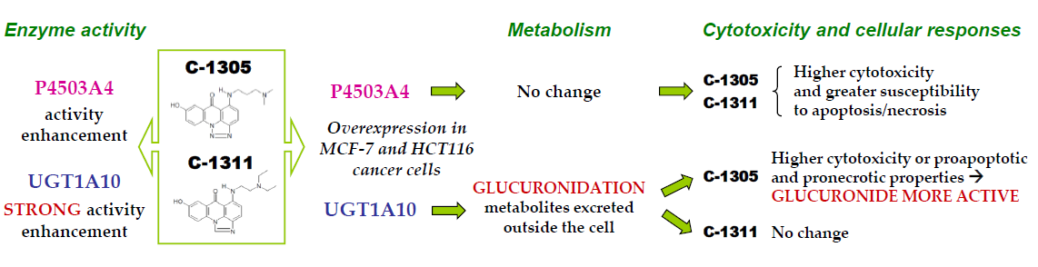 IJMS | Free Full-Text | Enhanced Activity of P4503A4 and UGT1A10 ...
