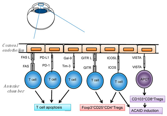 Immune Checkpoints Contribute Corneal Immune Privilege: Implications ...