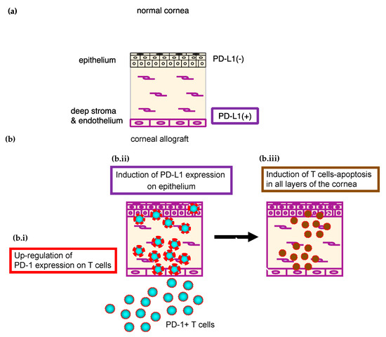 Immune Checkpoints Contribute Corneal Immune Privilege: Implications ...
