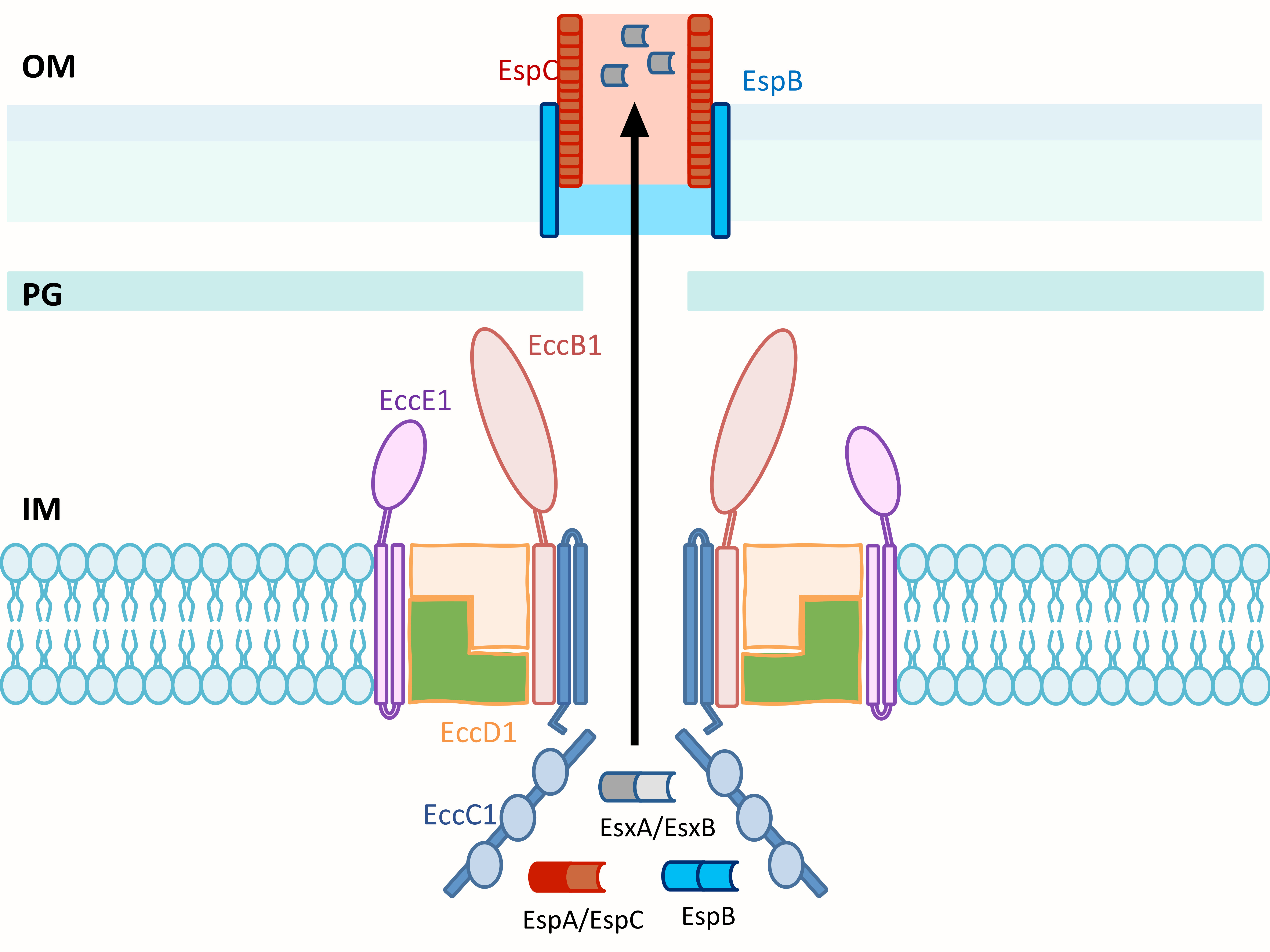 IJMS | Free Full-Text | Mycobacterial Virulence Factors: Surface ...