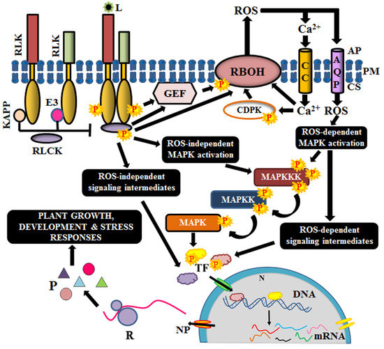 Arabidopsis Transmembrane Receptor-Like Kinases (RLKs): A Bridge ...