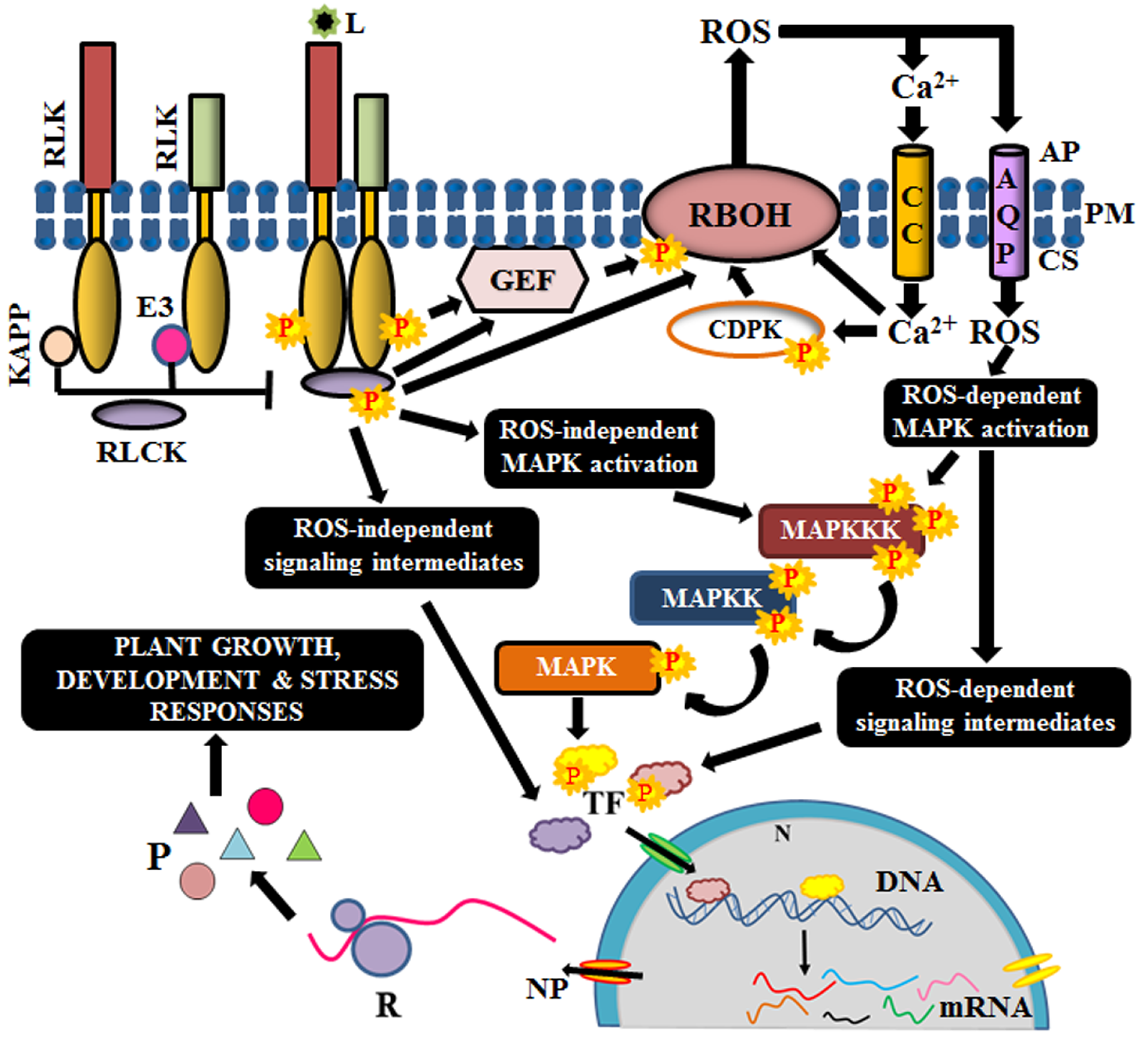 Ijms Free Full Text Arabidopsis Transmembrane Receptor Like Kinases