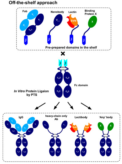 An Off-the-Shelf Approach for the Production of Fc Fusion Proteins by ...