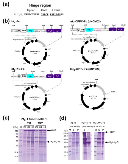An Off-the-Shelf Approach for the Production of Fc Fusion Proteins by ...