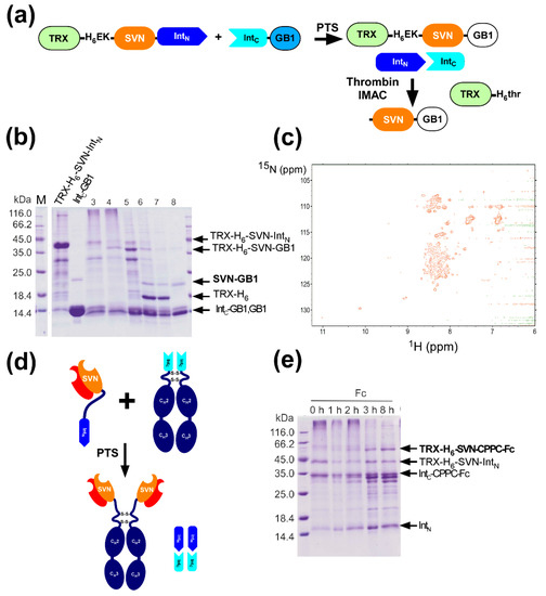 An Off-the-Shelf Approach for the Production of Fc Fusion Proteins by ...