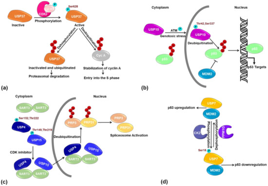 Regulation of Deubiquitinating Enzymes by Post-Translational Modifications