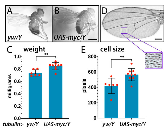 Myc as a Regulator of Ribosome Biogenesis and Cell Competition: A Link ...
