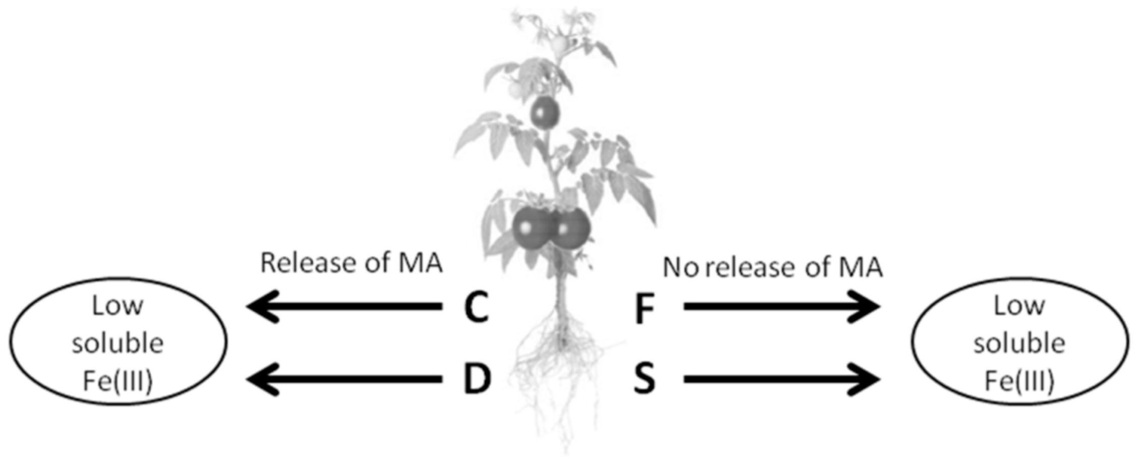 Single and Combined Fe and S Deficiency Differentially Modulate Root ...