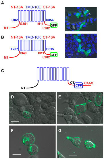 Targeting of Intracellular TMEM16 Proteins to the Plasma Membrane and ...