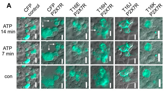 Targeting of Intracellular TMEM16 Proteins to the Plasma Membrane and ...