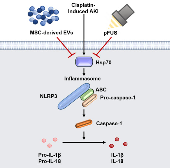 IJMS | Free Full-Text | HSP70-Mediated NLRP3 Inflammasome Suppression ...