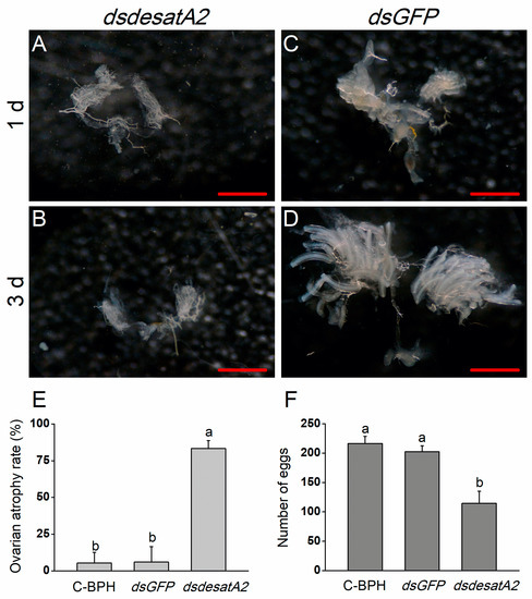 The Desaturase Gene Nlug-desatA2 Regulates the Performance of the Brown ...