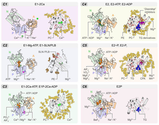 Linking Biochemical and Structural States of SERCA: Achievements ...