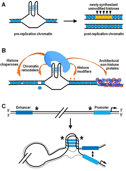 Epigenetic Modulation of Chromatin States and Gene Expression by G ...