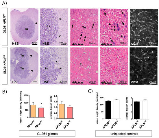 Apelin Controls Angiogenesis-Dependent Glioblastoma Growth