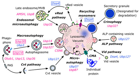 The Role of Deubiquitinating Enzymes in the Various Forms of Autophagy