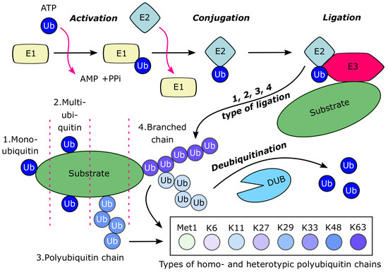 The Role of Deubiquitinating Enzymes in the Various Forms of Autophagy