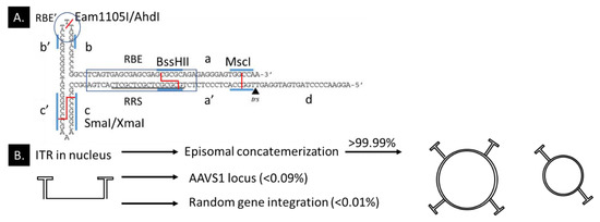 Recombinant Adeno-Associated Viral Vectors (rAAV)-Vector Elements in ...