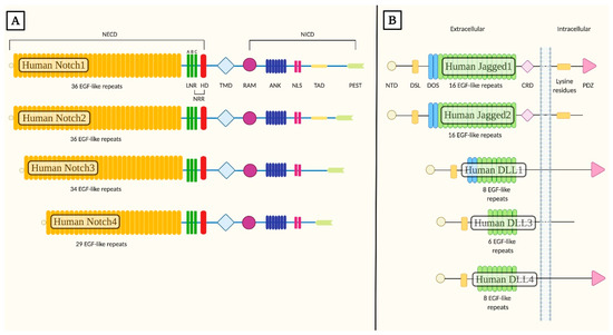 Pleiotropic Role of Notch Signaling in Human Skin Diseases
