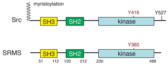Structure, Function, and Regulation of the SRMS Tyrosine Kinase