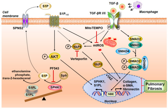 Lipid Mediators Regulate Pulmonary Fibrosis: Potential Mechanisms and ...