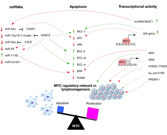 IJMS | Special Issue : Myc-Driven Tumorigenesis and Cell Death