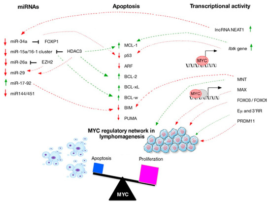 Insights about MYC and Apoptosis in B-Lymphomagenesis: An Update from ...