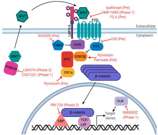 Wnt Signaling in Gynecologic Malignancies