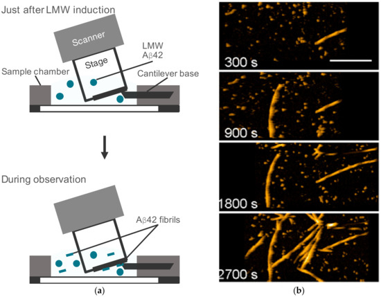 High-Speed Atomic Force Microscopy Reveals the Structural Dynamics of ...