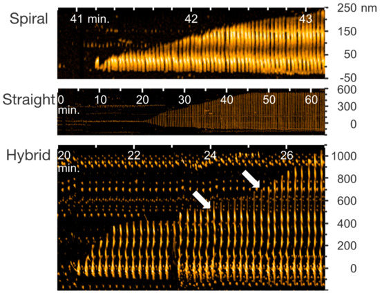 High-Speed Atomic Force Microscopy Reveals the Structural Dynamics of ...