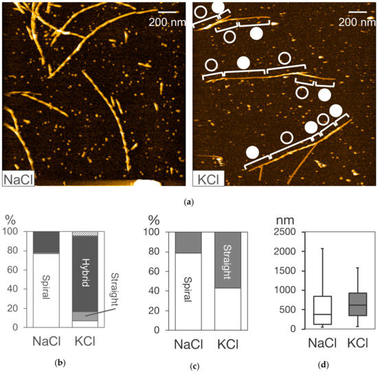 High-Speed Atomic Force Microscopy Reveals the Structural Dynamics of ...