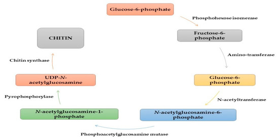Seafood Waste as Attractive Source of Chitin and Chitosan Production ...