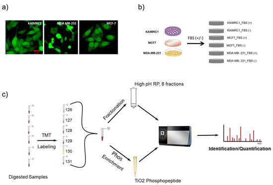 Proteomics Profiling of KAIMRC1 in Comparison to MDA-MB231 and MCF-7