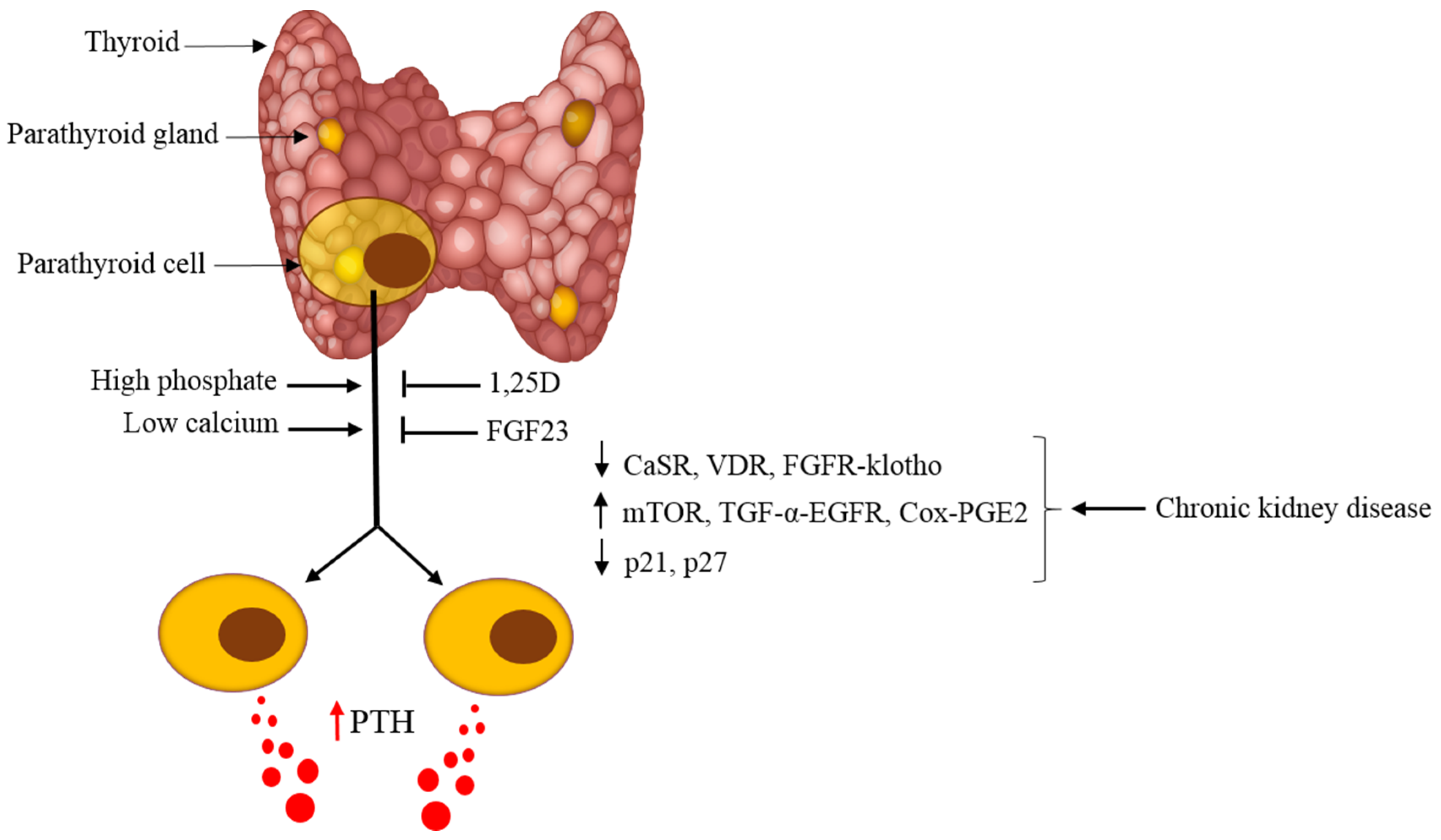 Parathyroid Chief Cells Parathyroid Chief Cells