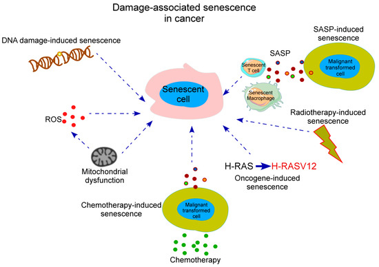 IJMS | Free Full-Text | Senescence in the Development and Response to ...