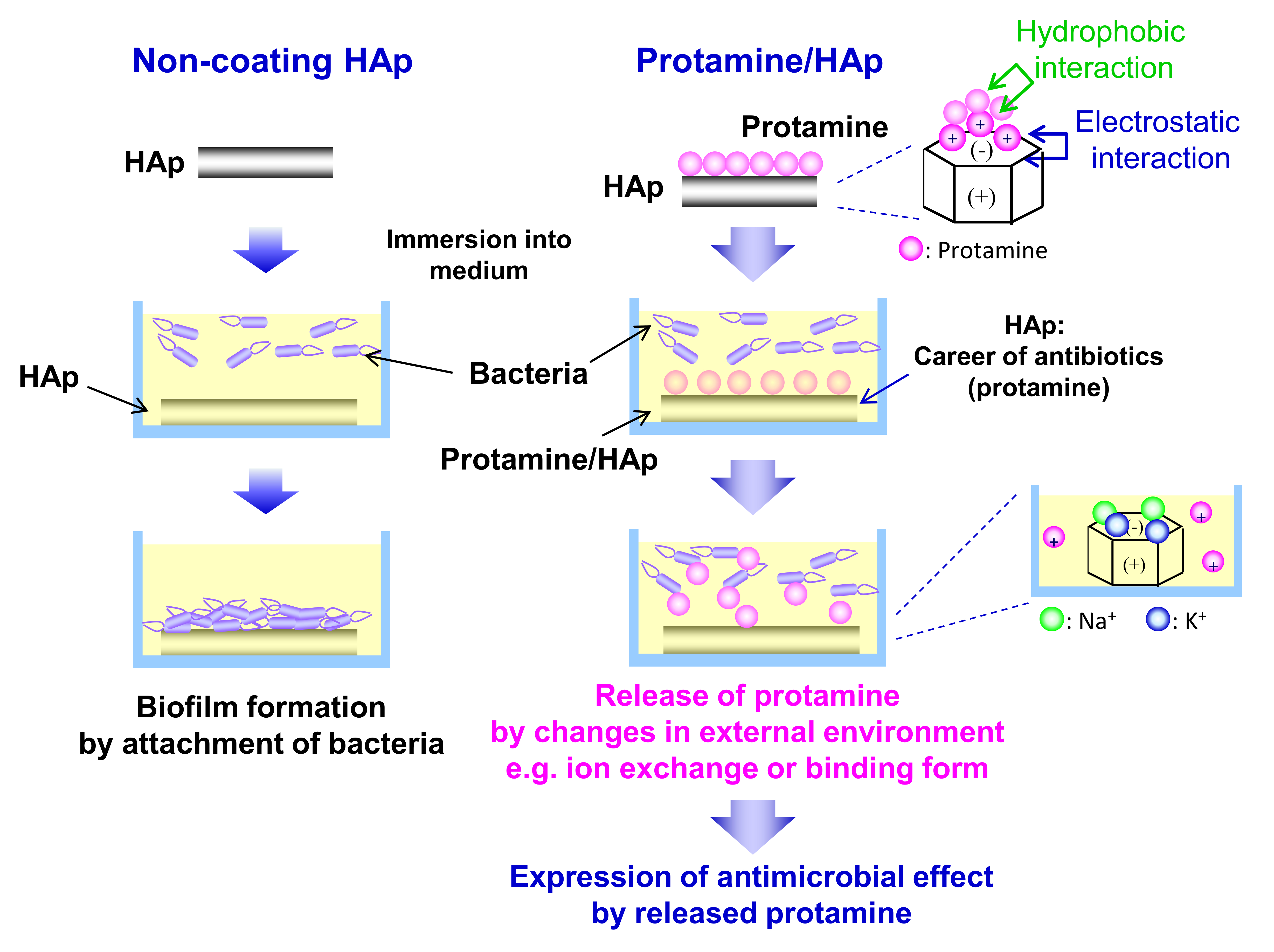 IJMS | Free Full-Text | Potential Application of Protamine for ...