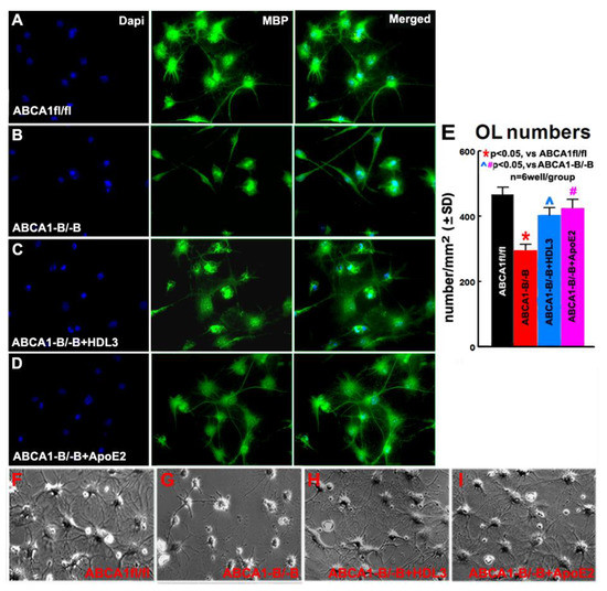 ABCA1/ApoE/HDL Signaling Pathway Facilitates Myelination and ...