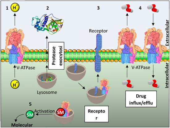 Drug Sequestration in Lysosomes as One of the Mechanisms of ...