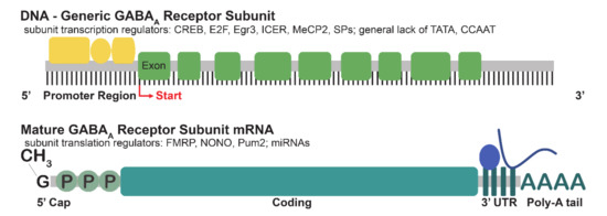 Regulation of GABAA Receptor Subunit Expression in Substance Use Disorders
