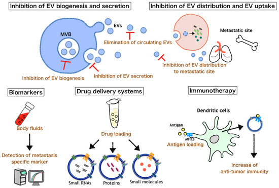 Extracellular Vesicles in Cancer Metastasis: Potential as Therapeutic ...