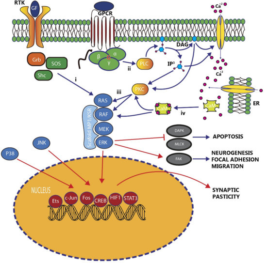 MAP/ERK Signaling in Developing Cognitive and Emotional Function and ...
