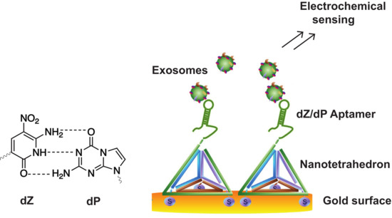 Chemical Modification of Aptamers for Increased Binding Affinity in ...