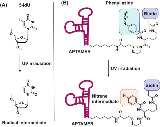 Chemical Modification of Aptamers for Increased Binding Affinity in ...