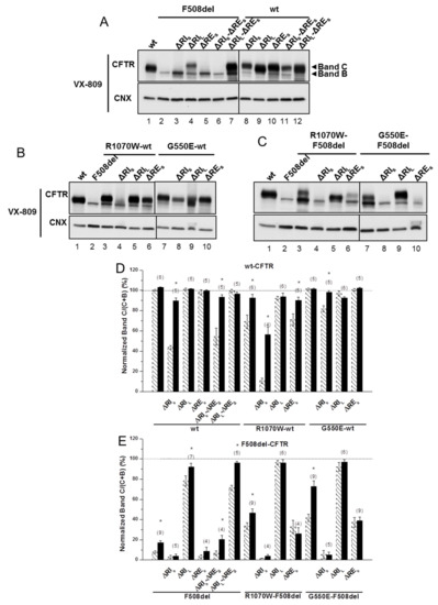 Full Rescue of F508del-CFTR Processing and Function by CFTR Modulators ...
