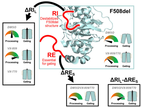 Full Rescue of F508del-CFTR Processing and Function by CFTR Modulators ...